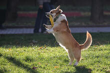 Взлёты и падения: приручит ли Змея Собаку в наступающем годуУспех в ...